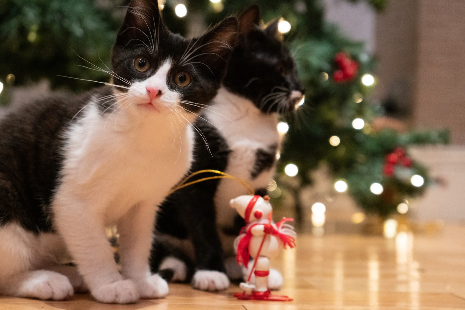 How my 2 Cats Bring Christmas Joy all Year Round and Yule Cat in ...